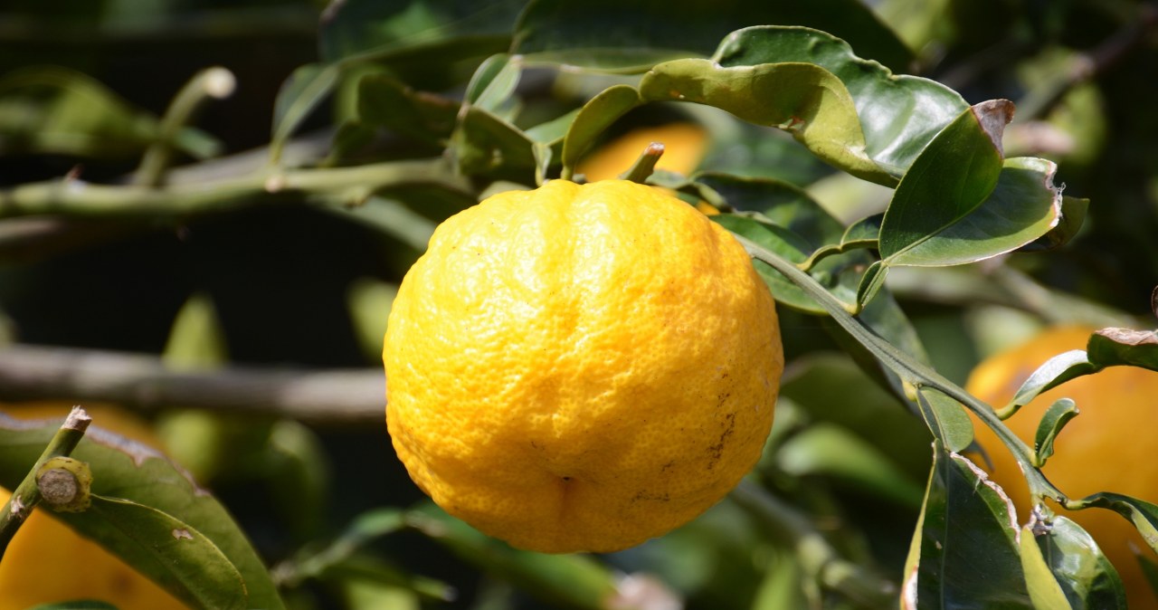 Yuzu: owoc mniejszy od cytryny, ale ma więcej witamin. Jak go jeść ...