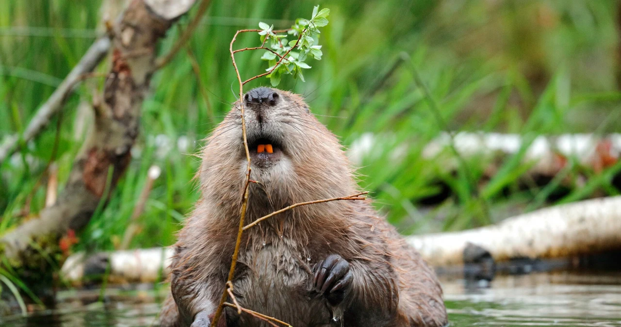 Bobry w Polsce wchodzą tam, gdzie wcześniej ich nie było. Co się dzieje ...