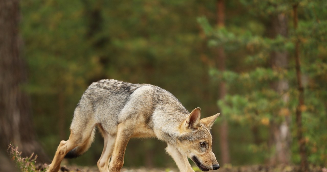 Kolejny cios w europejskie wilki. Przyrodnicy oburzeni. "Nasza walka ...