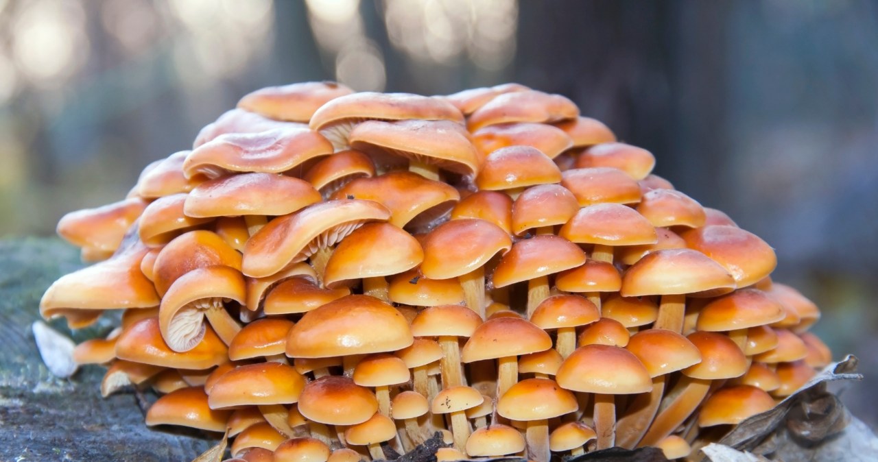 Płomiennica zimowa. Grzyb, który rośnie w Polsce nawet zimą - Zielona w INTERIA.PL