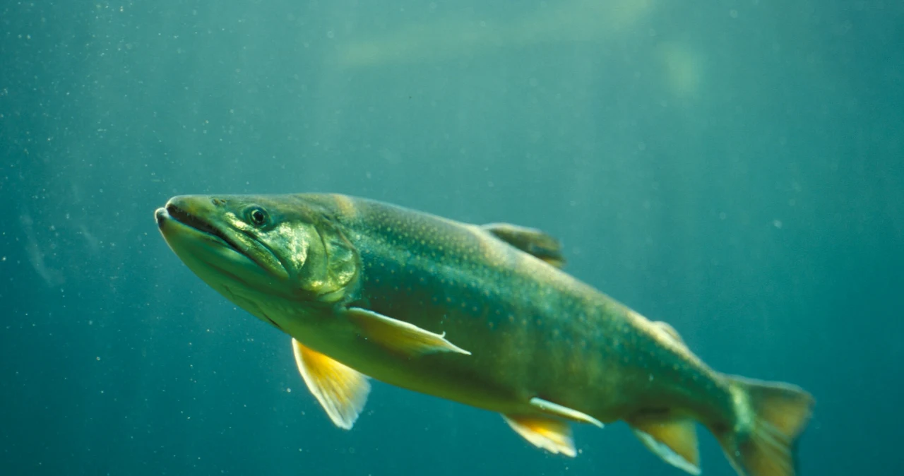 Popularna ryba niemal zniknęła z Polski. Rząd chce ją ochronić ...
