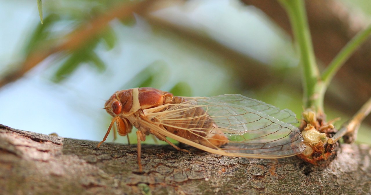 Ważki i cykady pod lupą naukowców. Badają ich skrzydła - hub.pl