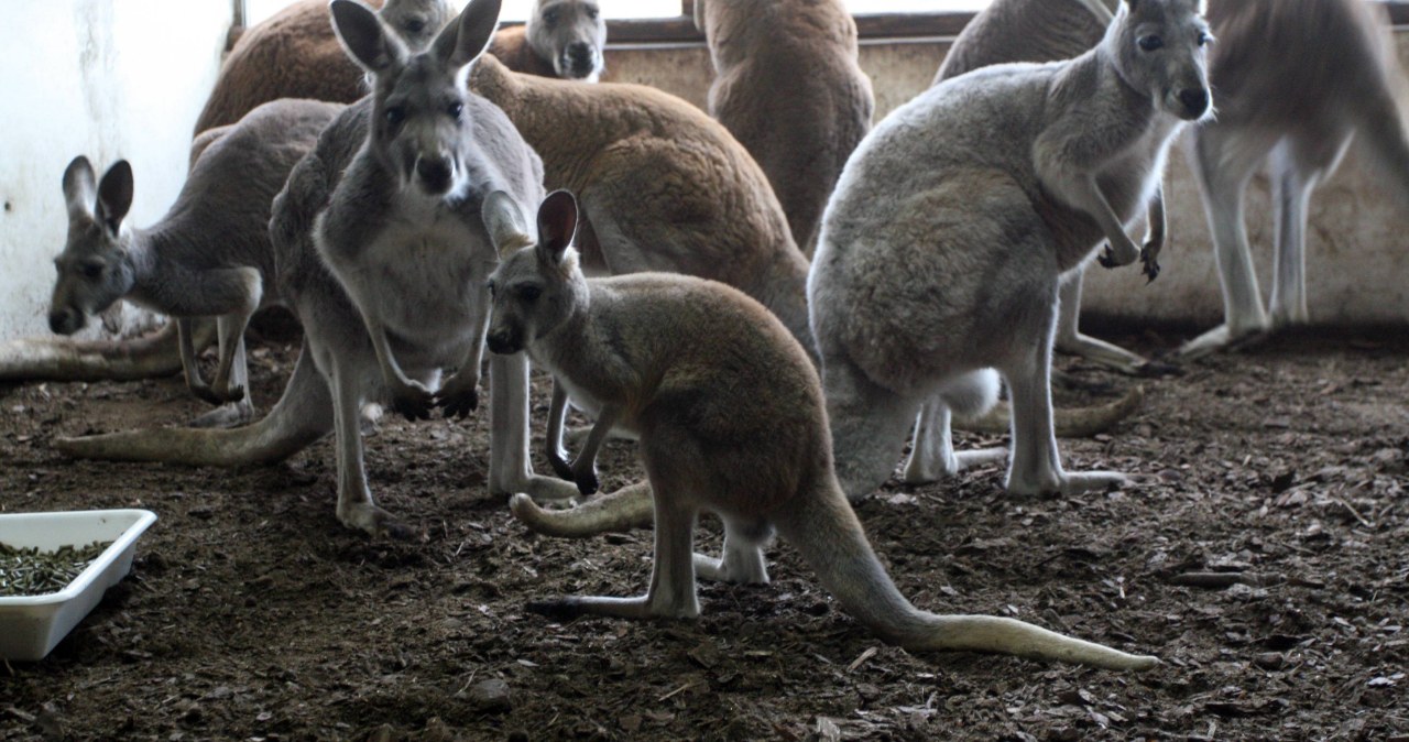 11 kangurów padło w zoo w Opolu. Naukowcy wskazali możliwy powód ...