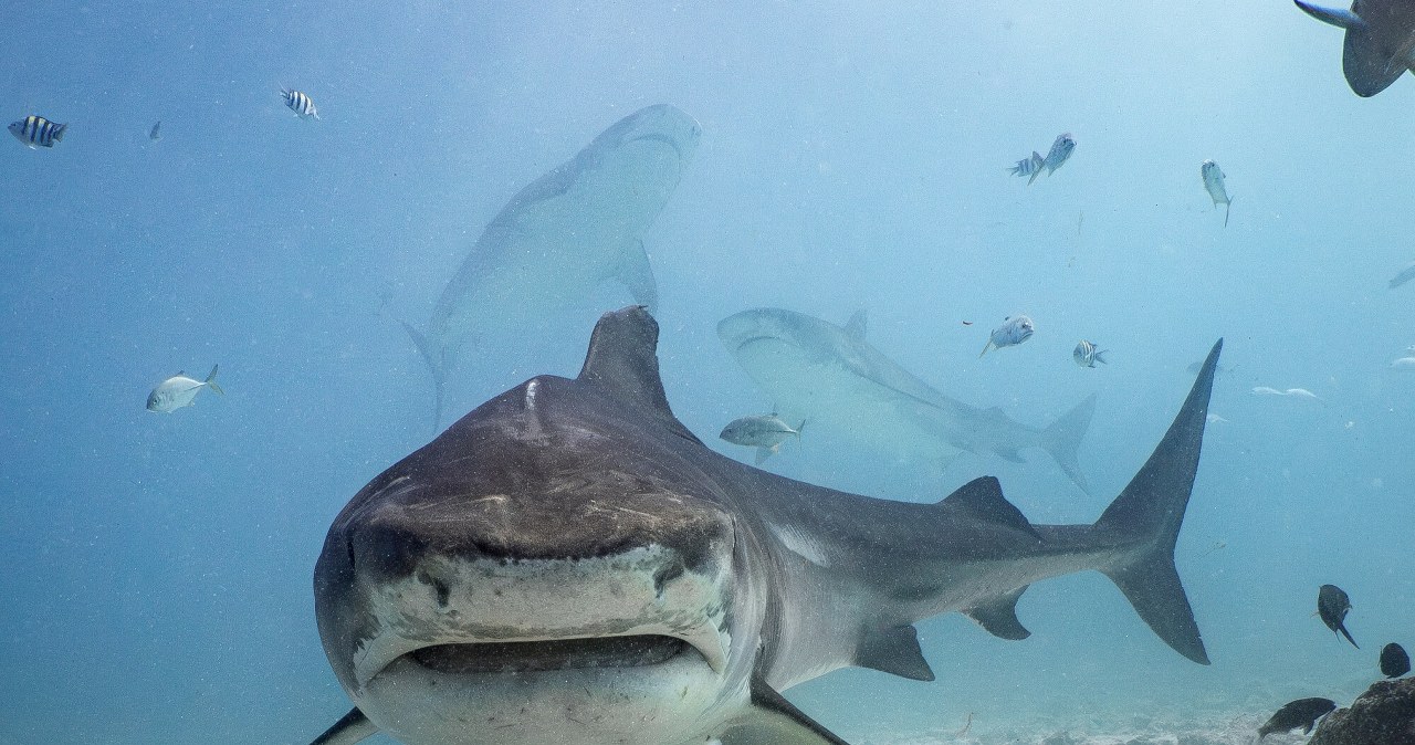 Straszne konsekwencje ataku rekina. Turyści sami go sprowokowali ...