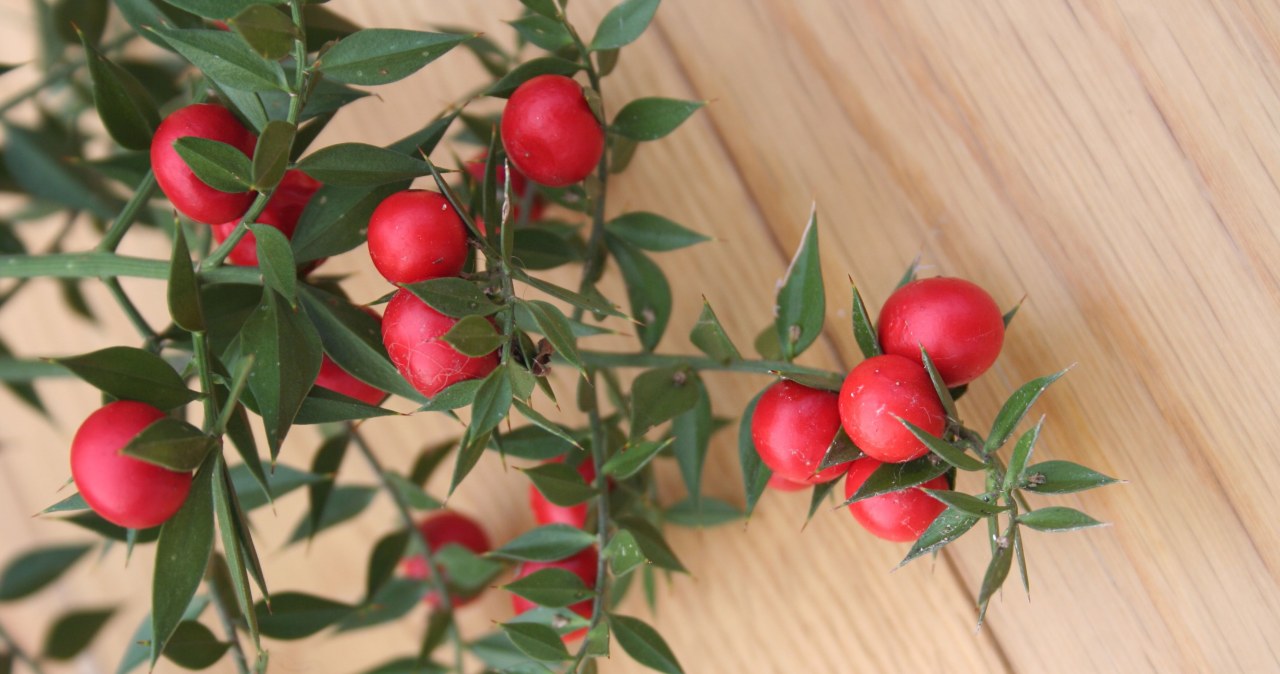 Ruszczyk kolczasty - co zawiera, właściwości i zastosowania - Kobieta w ...