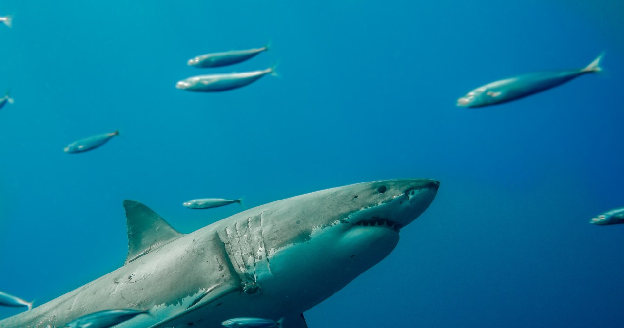 Prosty pomysł na trzymanie rekinów z dala od kąpielisk. Unikają jak ...