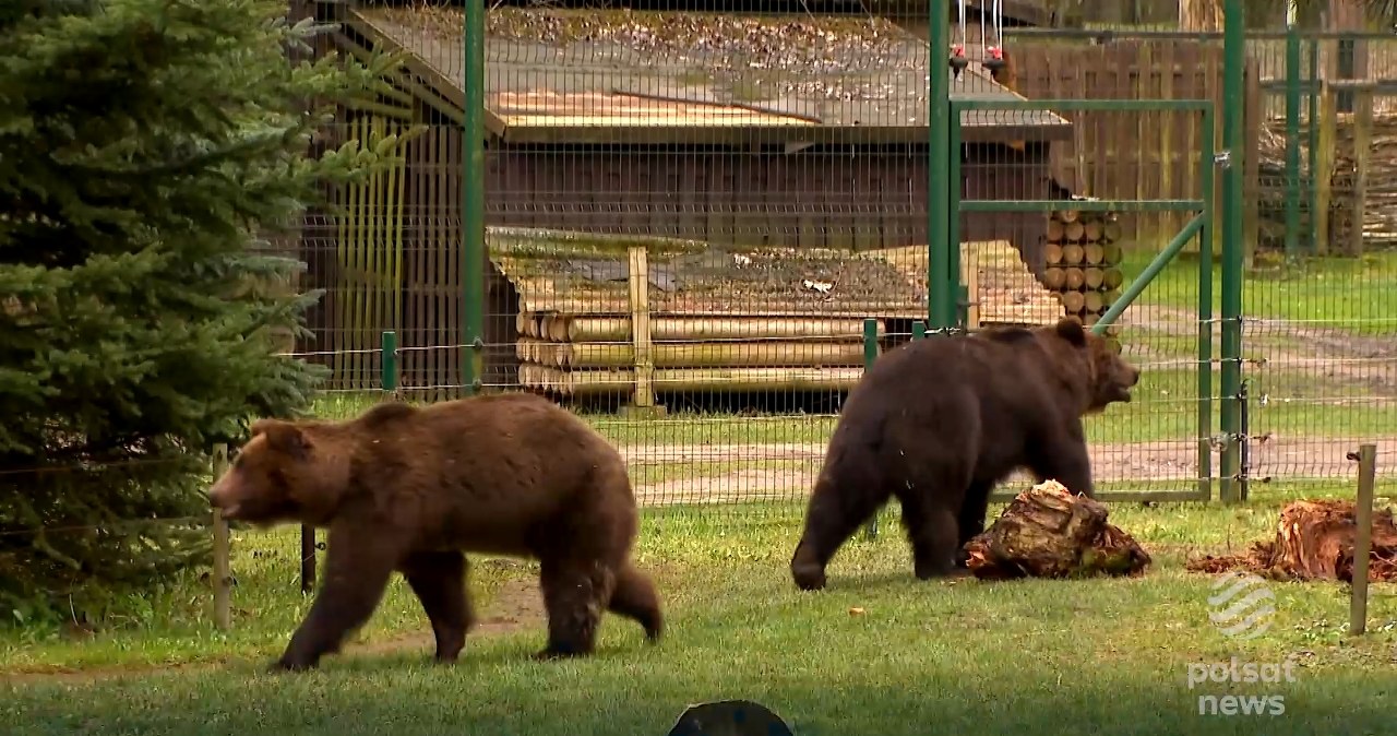 Niedźwiedzie Chip i Dale zamieszkały w polskim zoo - Zielona w INTERIA.PL