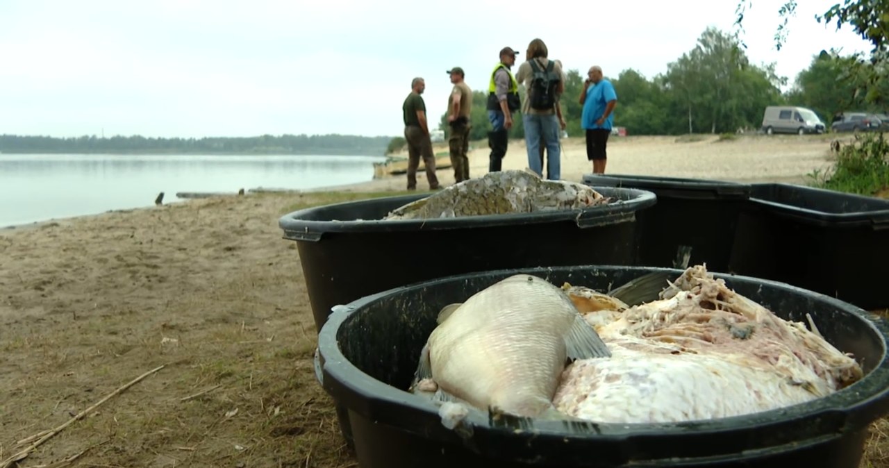 Katastrofa ekologiczna na Odrze się powtarza. Złote algi zabiły 100 ton ...