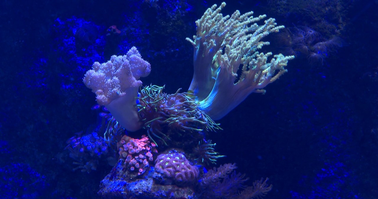 Dno oceanu w centrum Polski. Orientarium w Łodzi - Zielona w INTERIA.PL