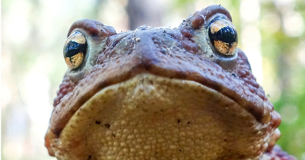 Ropucha szara - największa polska przedstawicielka ropuch - hub.pl