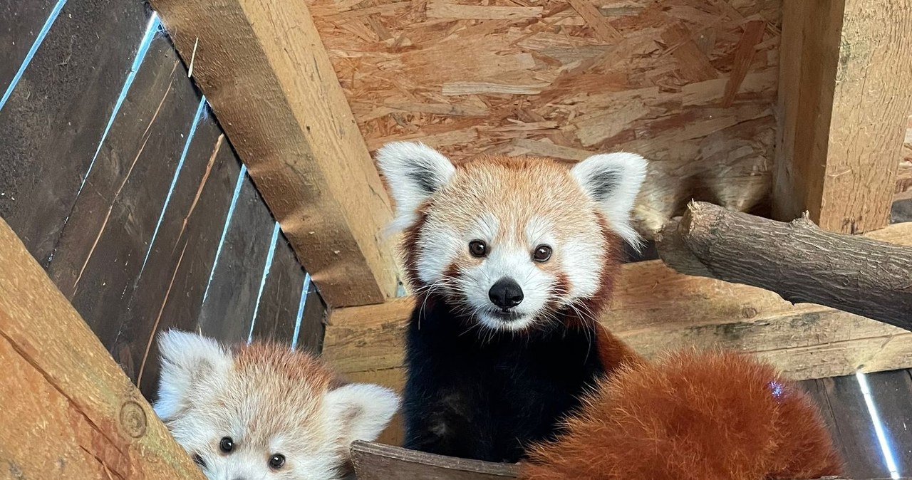 Pandka uciekła z dużego polskiego zoo. Szczęśliwy finał poszukiwań ...