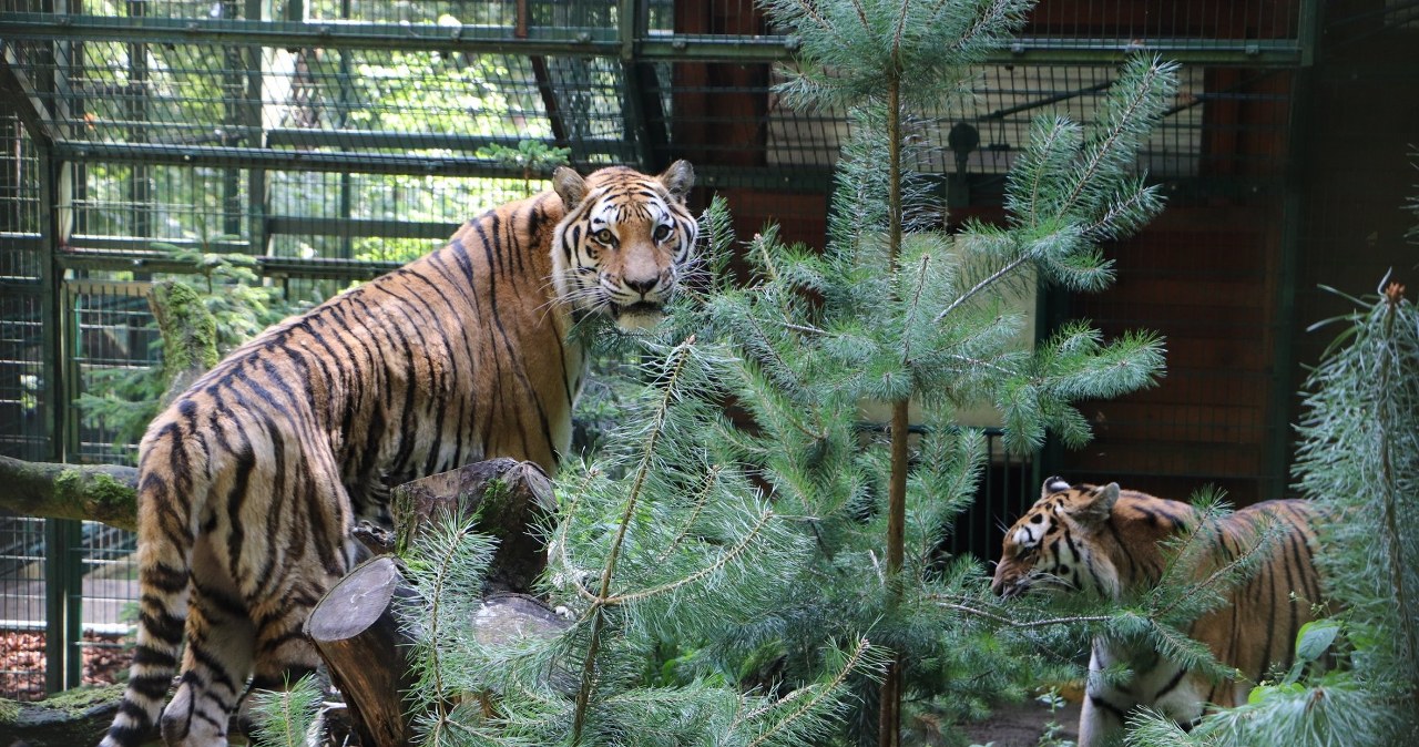 Przejmująca śmierć najstarszego tygrysa Europy. Polskie zoo podjęło ...