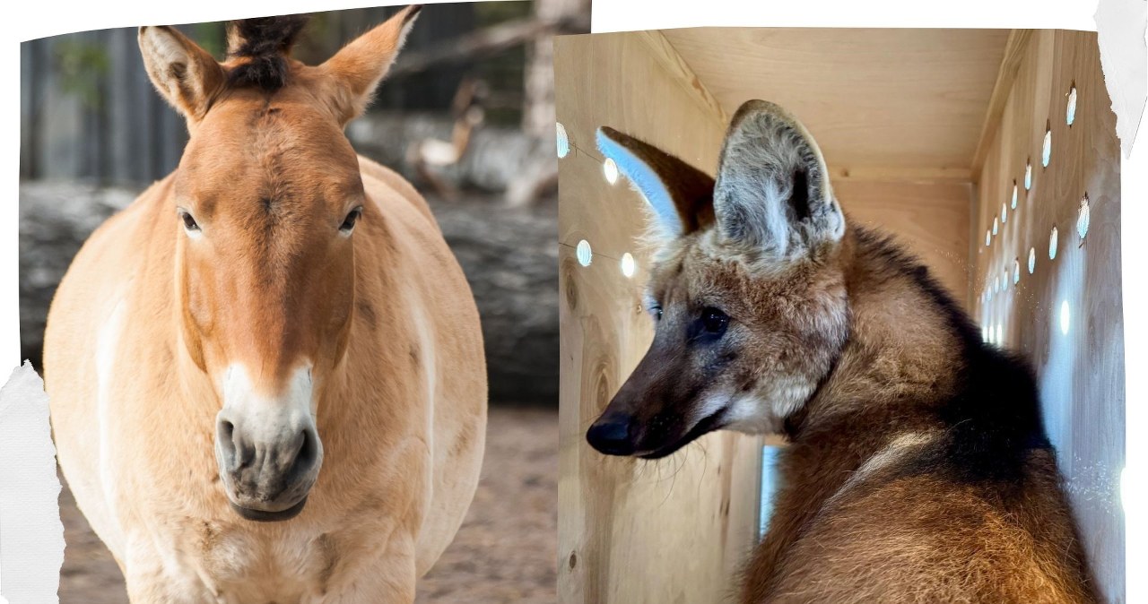 Zoo w Warszawie szuka imion dla konia Przewalskiego i pampasowca ...