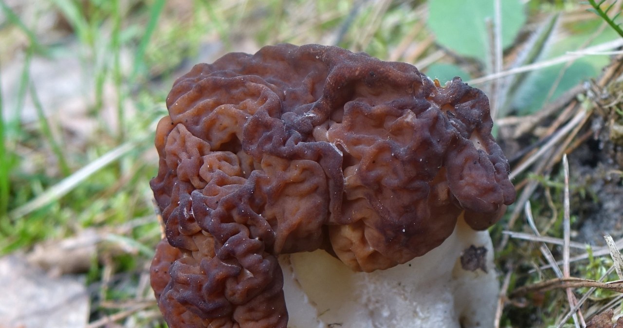 Piestrzenica kasztanowata - trujący grzyb mylony ze smardzem - hub.pl