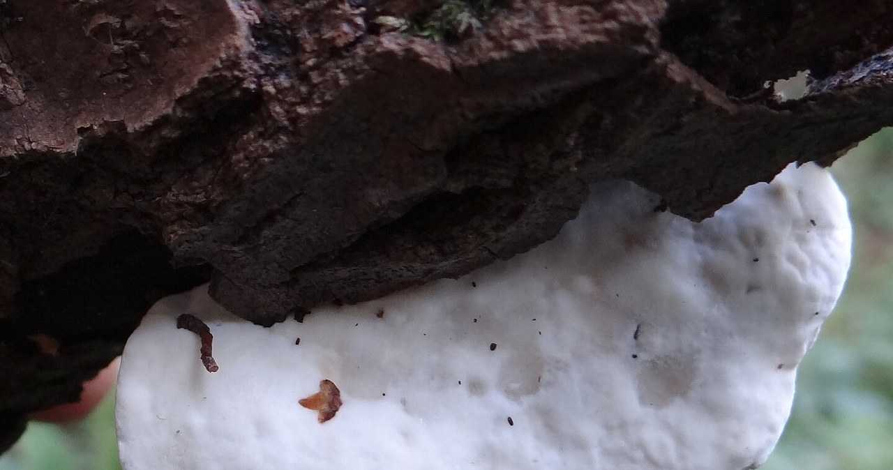 Gorzkobiałek trzoneczkowy - najbardziej gorzki grzyb na świecie - hub.pl