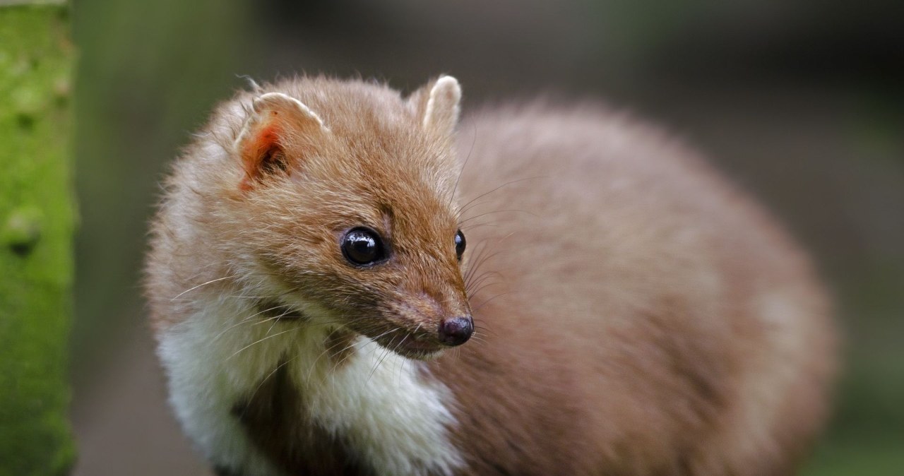 Jak pozbyć się kuny z samochodu? Skuteczna metoda z Niemiec - Motoryzacja w INTERIA.PL