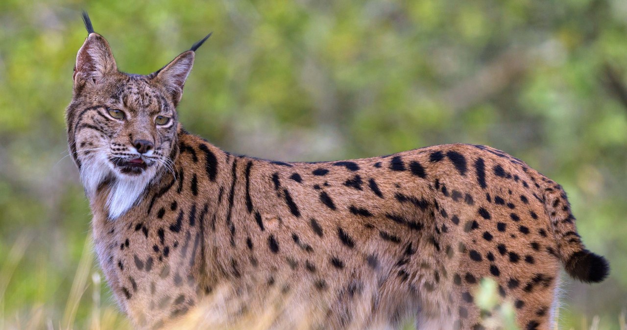 Ryś iberyjski - rekordowa populacja w Portugalii - hub.pl