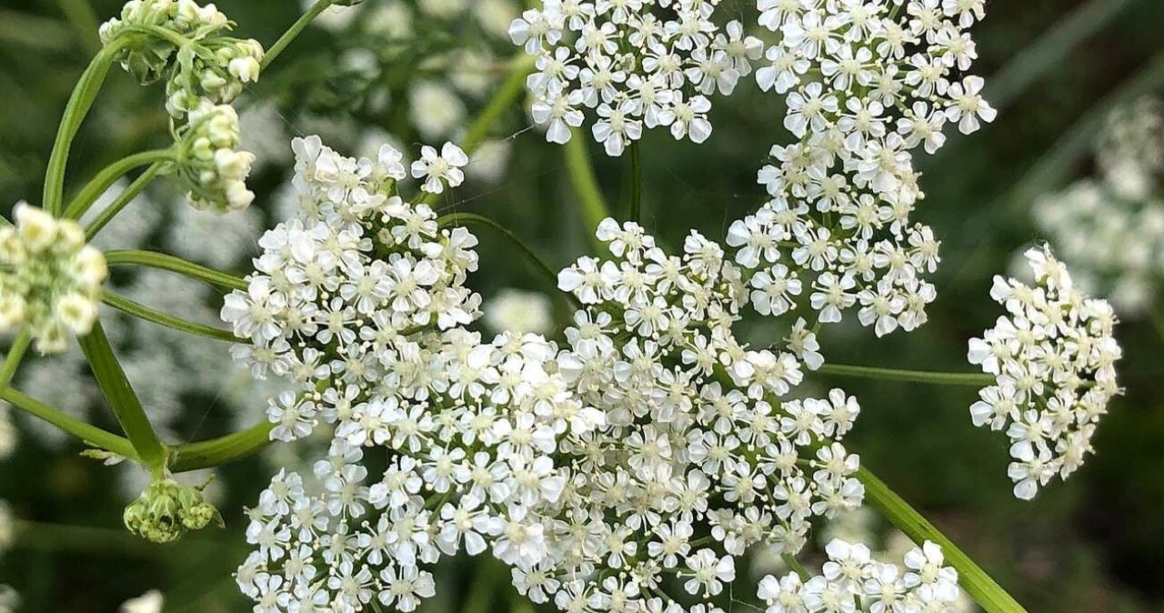 Szczwół plamisty - trująca roślina, którą można spotkać niemal wszędzie ...