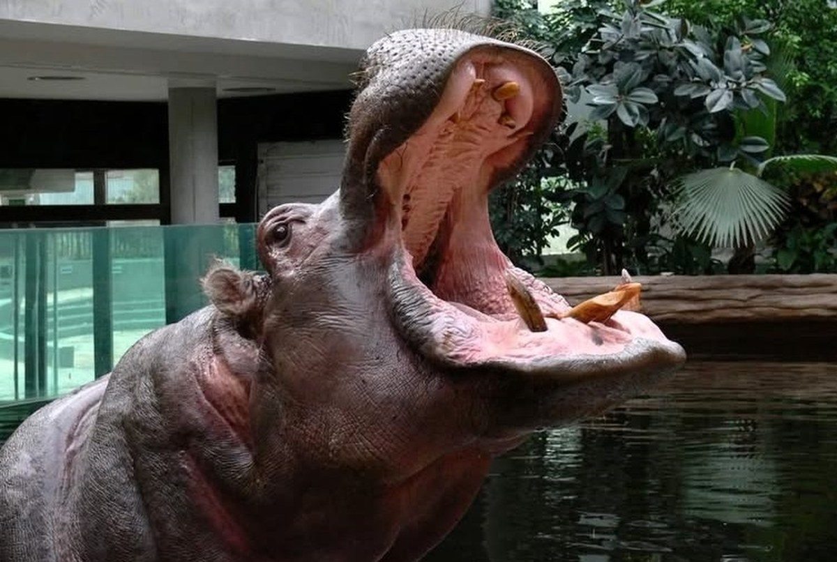 Hipopotam Hugo z warszawskiego zoo obchodził urodziny - RMF 24