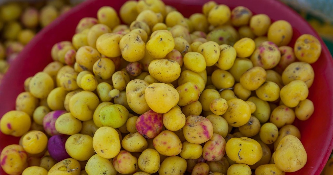 Co to jest ulluco? Właściwości warzywa i charakterystyka - TerazGotuje.pl