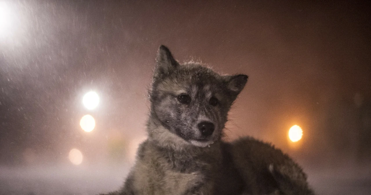 Historia Qimmit, najstarszej rasy psów zaprzęgowych Grenlandii ...