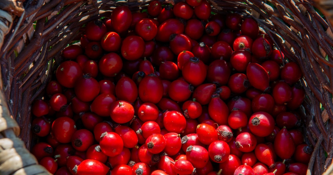 Jakie właściwości maja owoce dzikiej róży? - TerazGotuje.pl