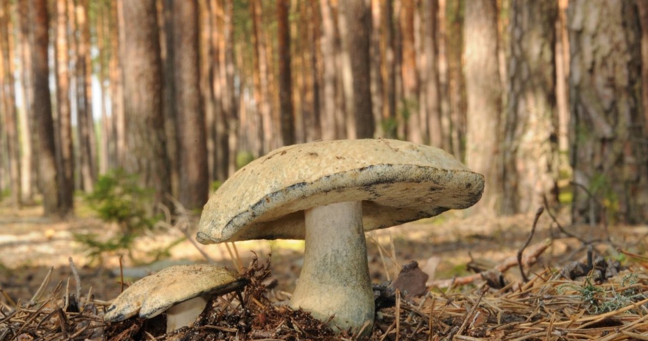 Piaskowiec modrzak - niebieski grzyb jest jadalny i w dodatku smaczny - hub.pl