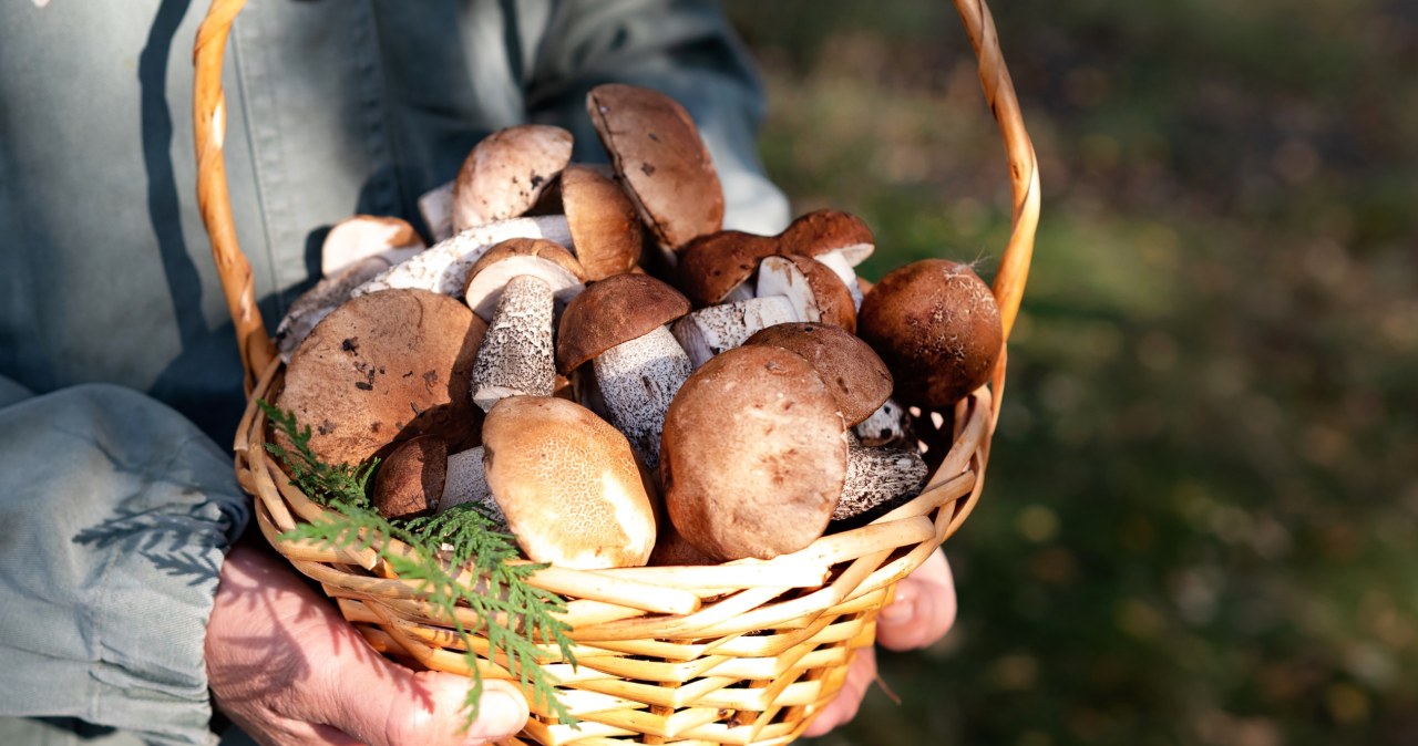 Gdzie na grzyby w Wielkopolsce? Najlepsze miejsca na grzybobranie - Kobieta w INTERIA.PL
