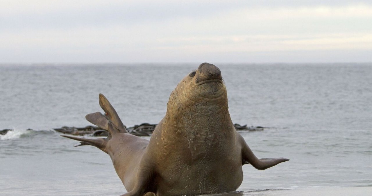 Mirunga południowa to największy drapieżnik świata. Gdzie żyje? - hub.pl