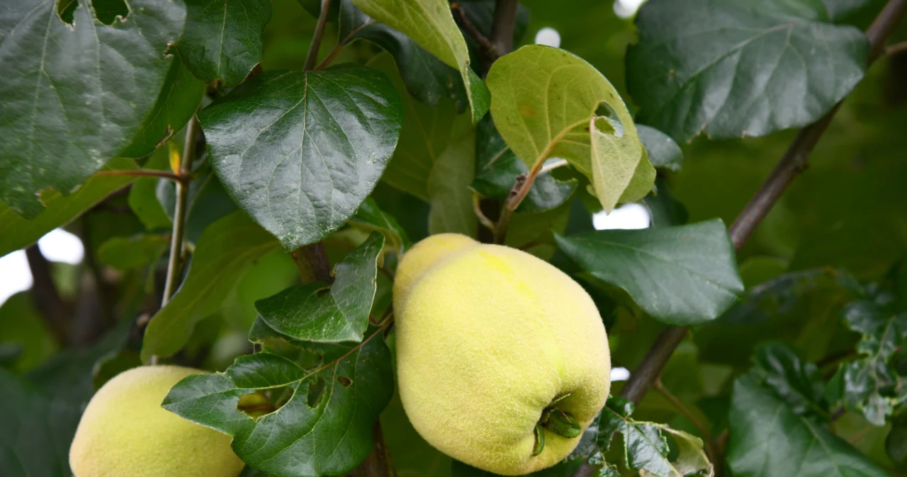 Pigwa pospolita (Cydonia oblonga) - Deccoria.pl