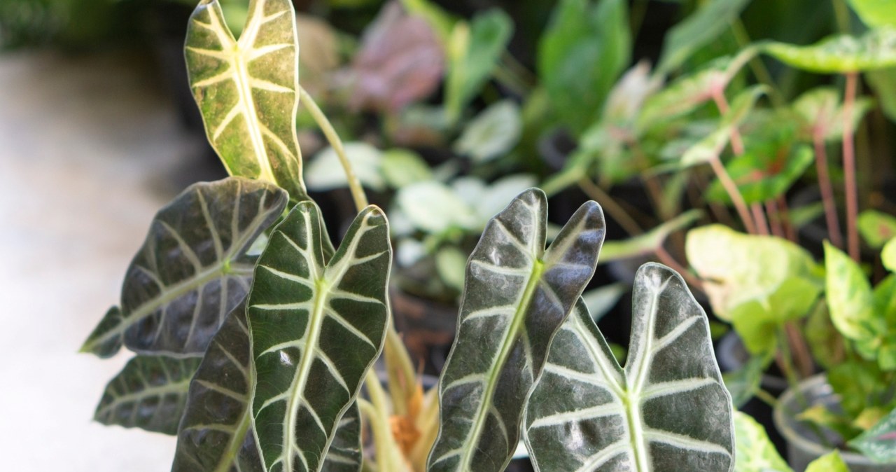 Alokazja (Alocasia) - Deccoria.pl