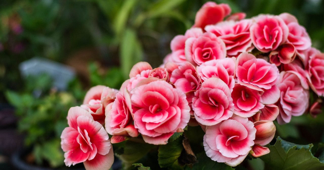 Begonia bulwiasta (Begonia tuberhybrida) - Deccoria.pl