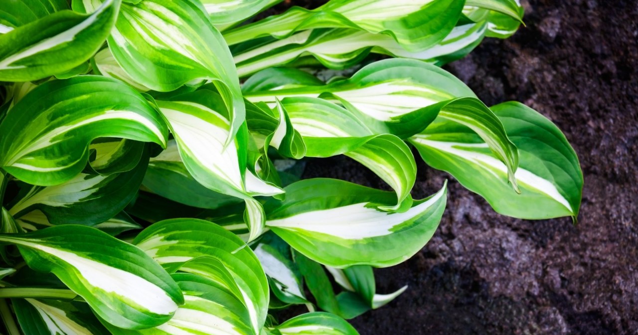 Funkia falista (Hosta undulata) - Deccoria.pl