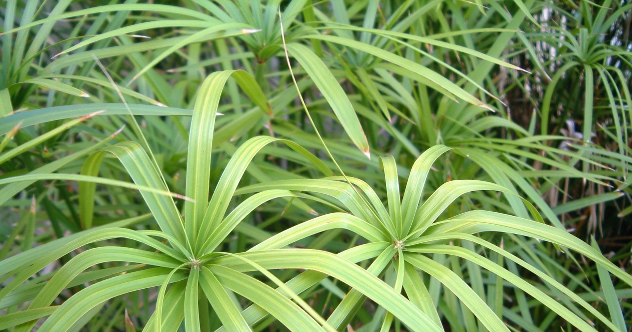 Cibora (Cyperus) - Deccoria.pl