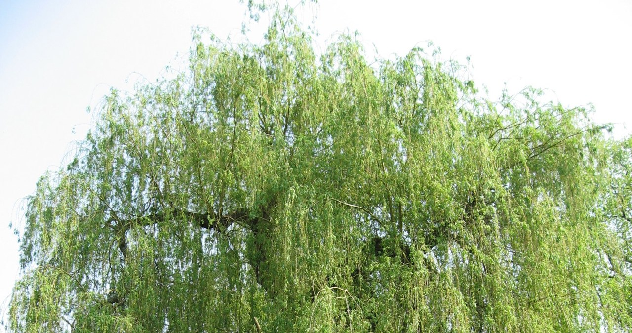Wierzba płacząca (Salix x sepulcralis ‘Chrysocoma’) - uprawa i ...