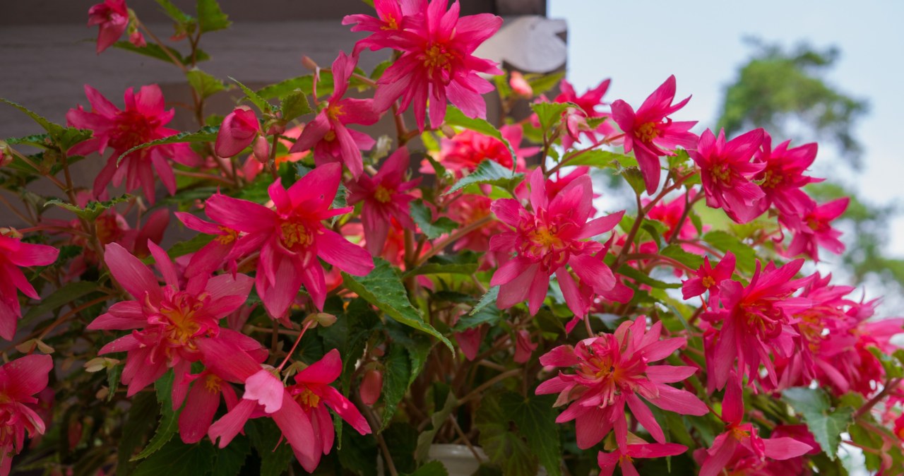 Begonia bulwiasta (Begonia x tuberhybrida) – uprawa, pielęgnacja ...