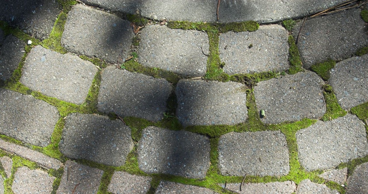 Jak się pozbyć brudu i mchu z kostki brukowej? Genialny sposób za ...