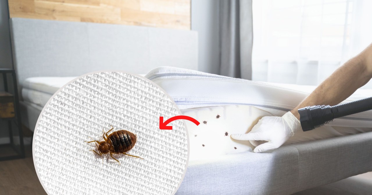 Pluskwy – jak wyglądają i skąd się biorą? Jak wytępić pluskwy ...