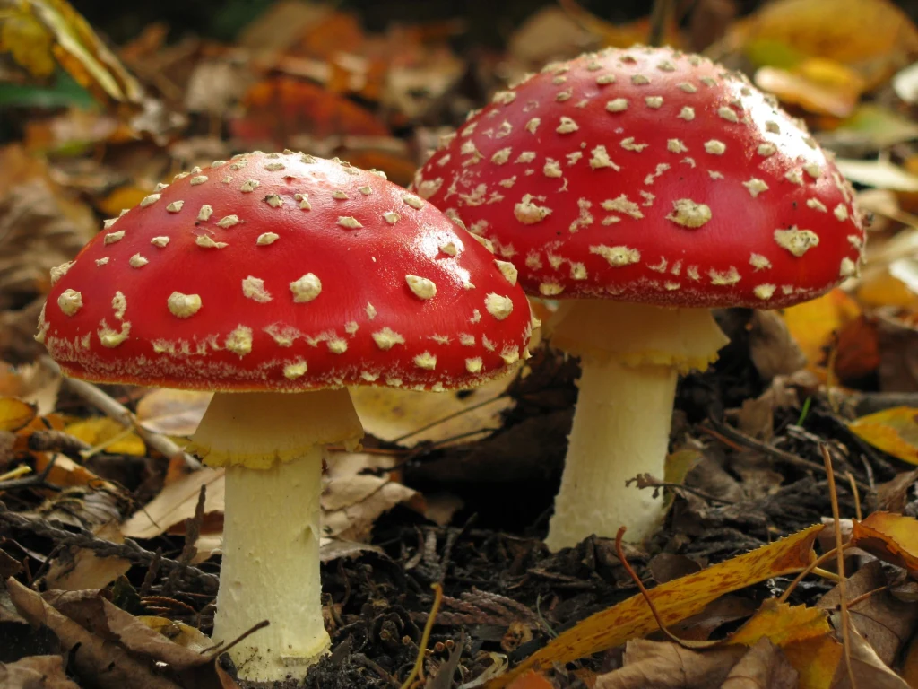 5-latka zatruła się muchomorem. Wszystkiemu winna babcia? - Wydarzenia ...