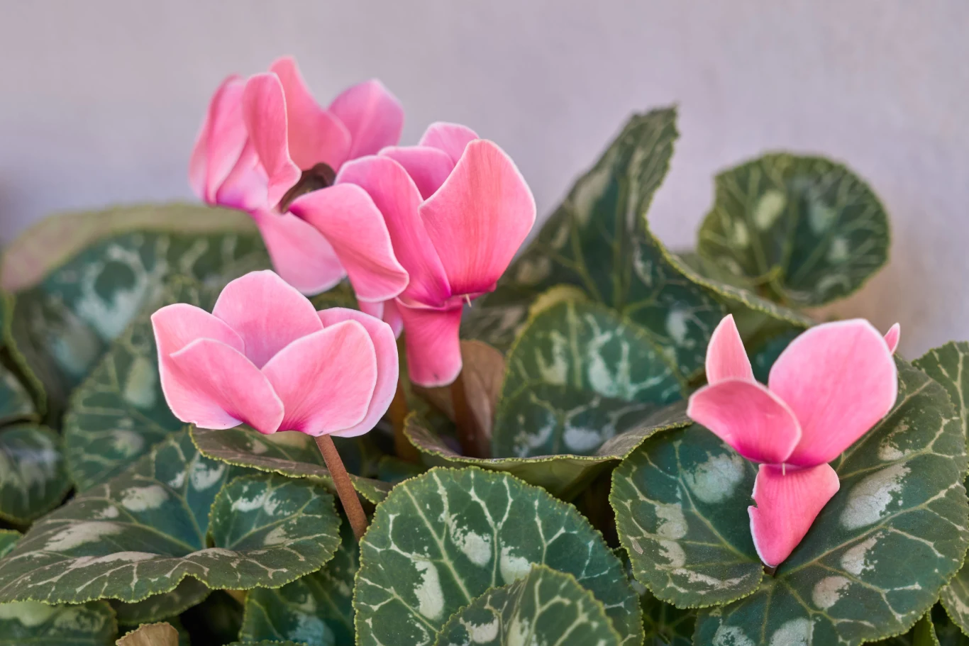 Jak pielęgnować cyklamen w domu? Nie popełniaj tych błędów - Kobieta w ...