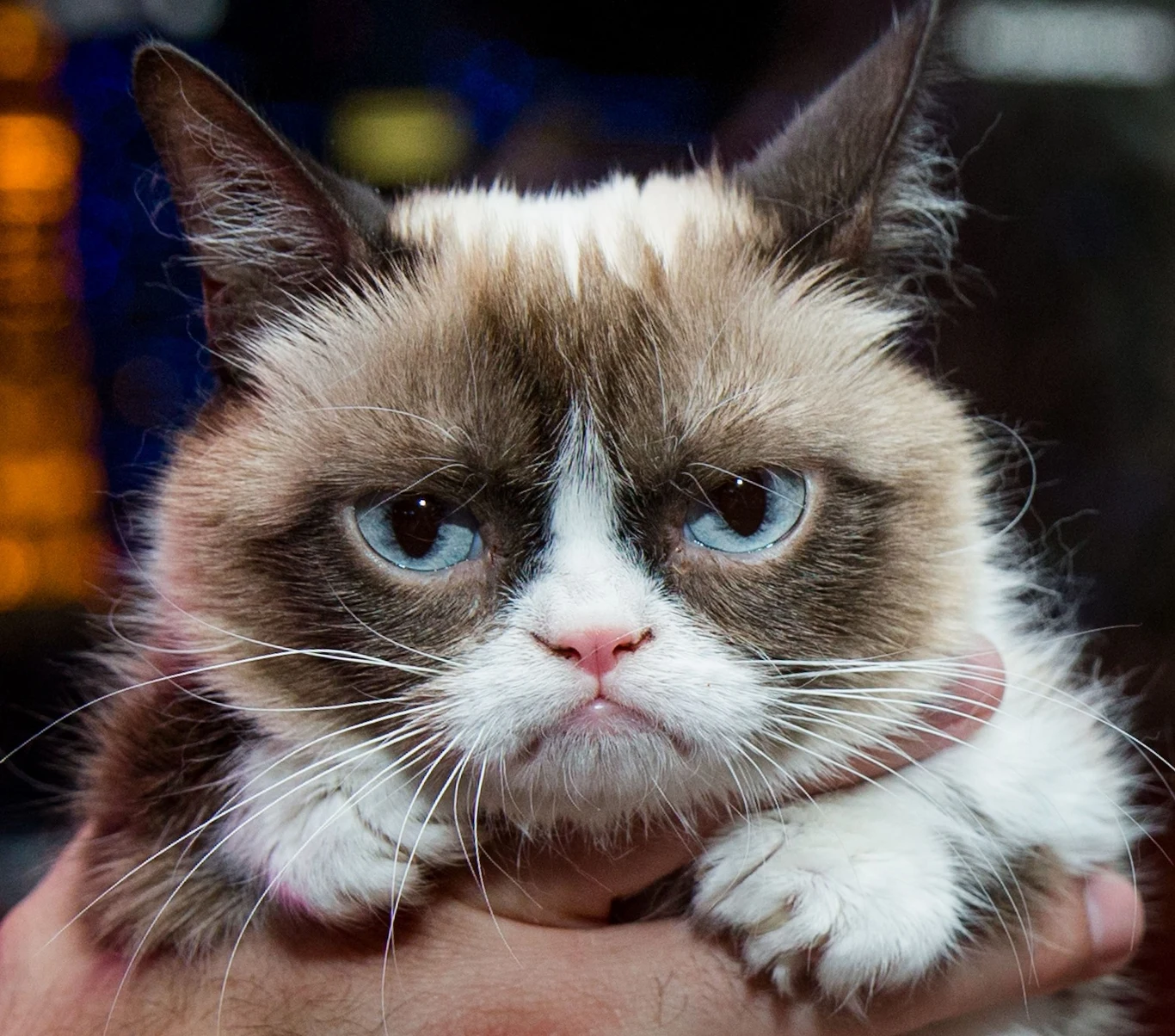 Nie żyje najsłynniejszy kot internetu - Grumpy Cat - Wydarzenia w ...