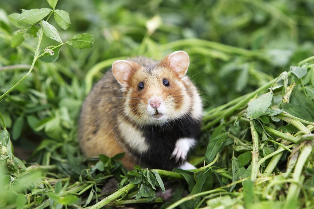 Małopolskie: Chomiki zablokują budowę drogi? - Wydarzenia w INTERIA.PL