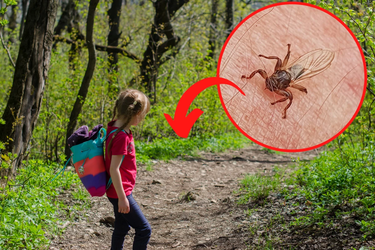 "Latające kleszcze" w polskich lasach. Czy są groźne? - Kobieta w ...
