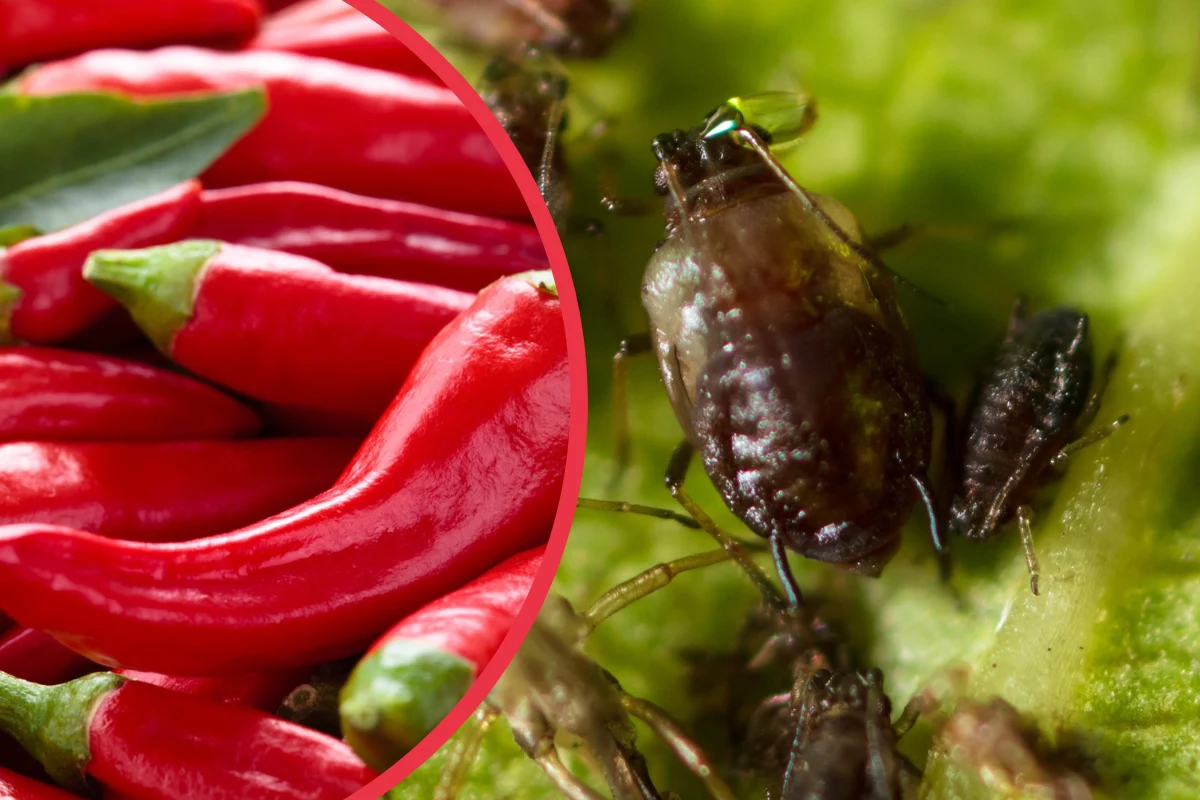 Domowy sposób na mszyce: Przepis na oprysk z chili - Kobieta w INTERIA.PL