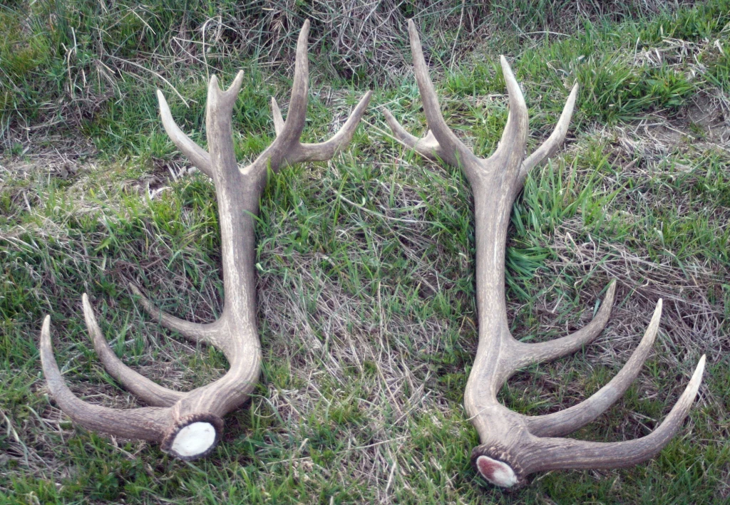 Jak wycenić poroże jelenia? Ile kosztują zrzuty i gdzie je sprzedawać ...