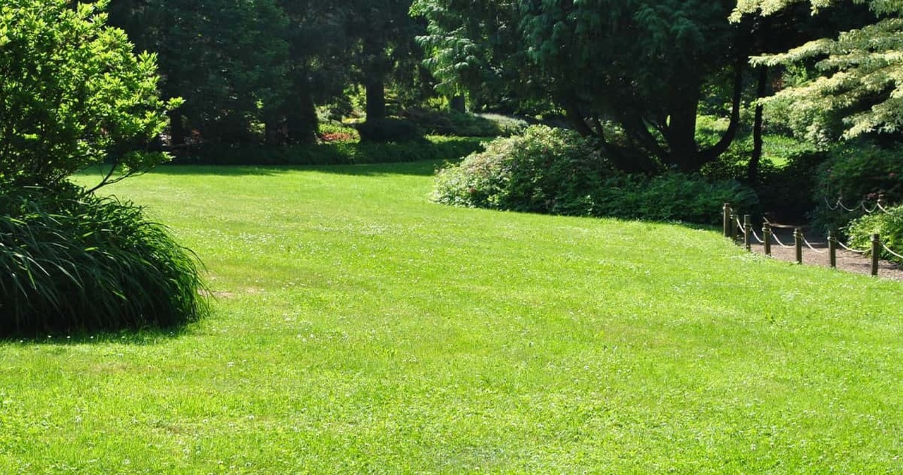 Trawnik po zimie. Najważniejsze prace pielęgnacyjne! - Ding.pl