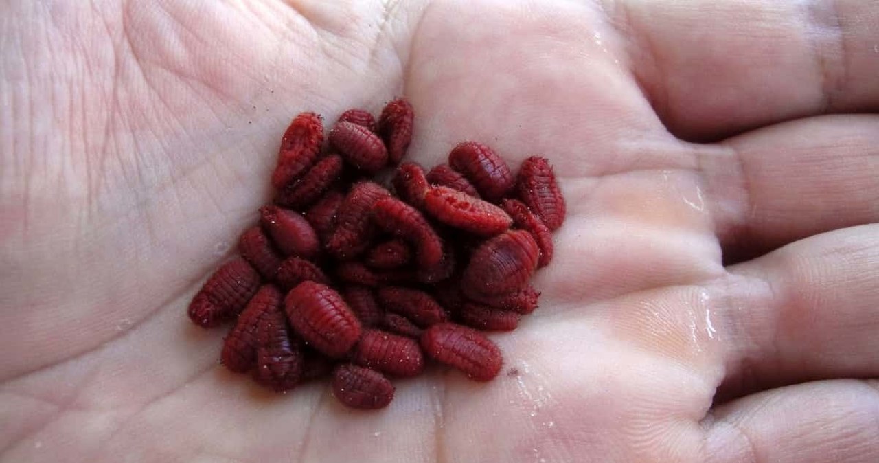 Robaki w jedzeniu, których nie dostrzegasz: Barwnik E120, czyli ...