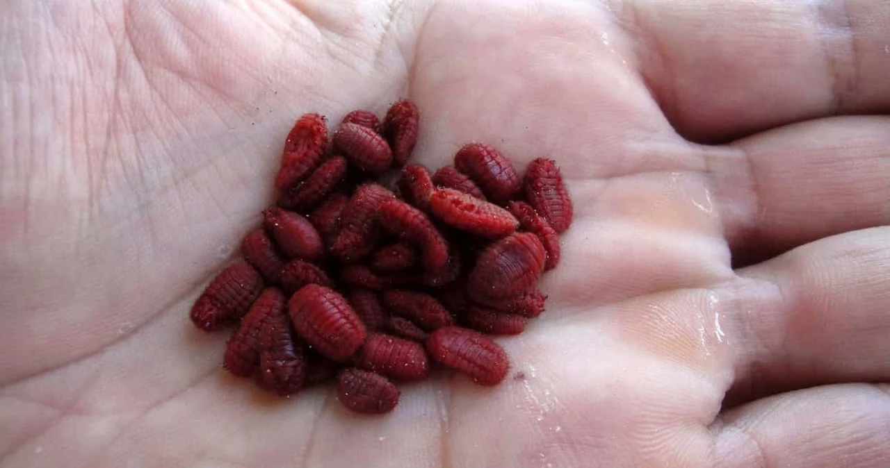 Robaki w jedzeniu, których nie dostrzegasz: Barwnik E120, czyli ...