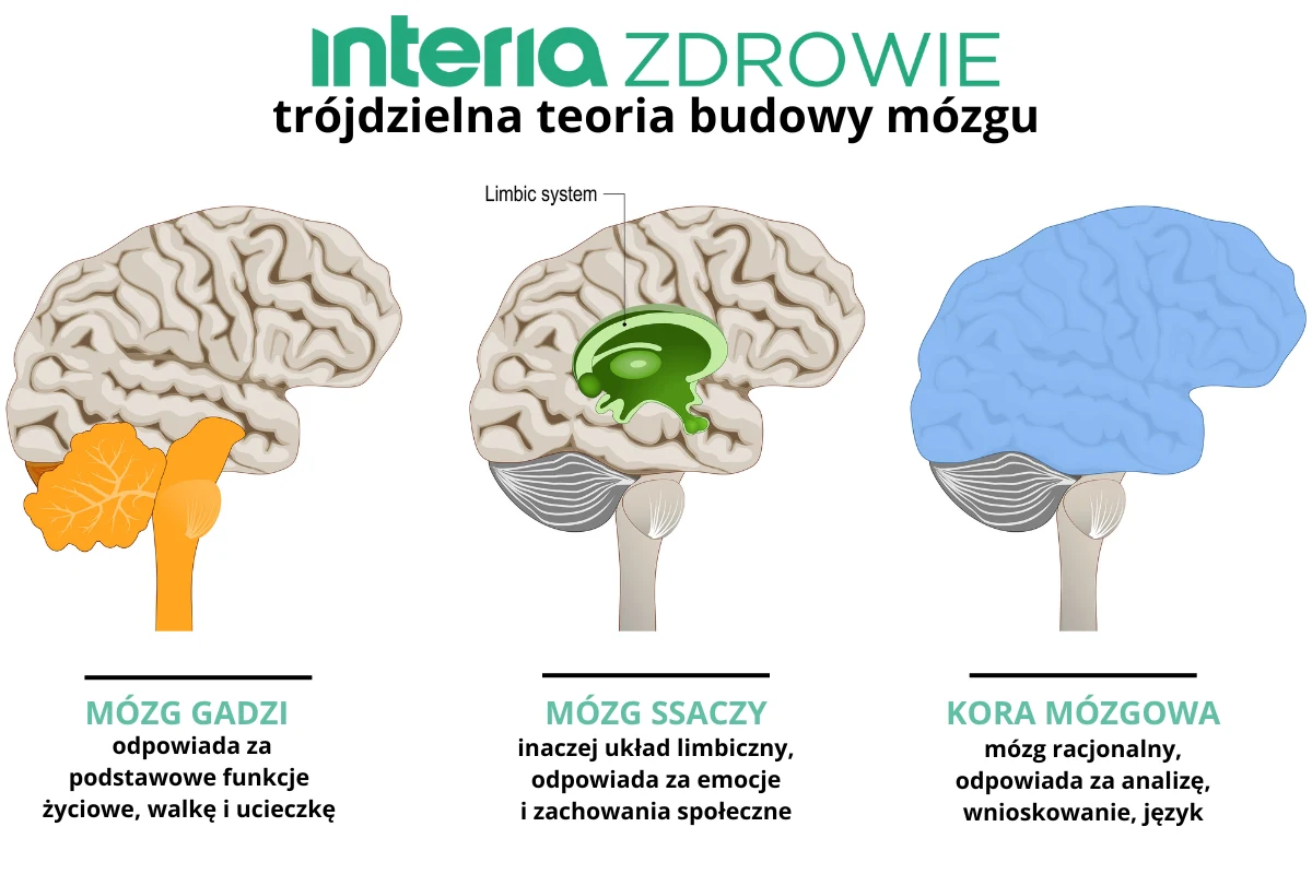 Gadzi mózg - jak, kiedy i dlaczego działa. Jak działa mózg w stresie ...