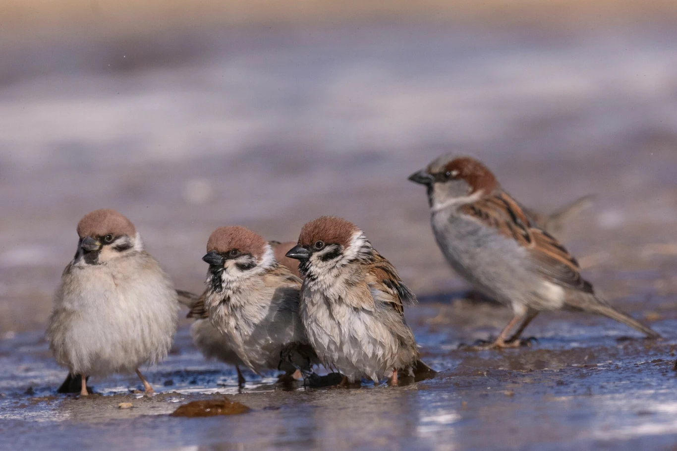 Co się stało z wróblami w Polsce? Zabija je coś, z czego jesteśmy dumni ...